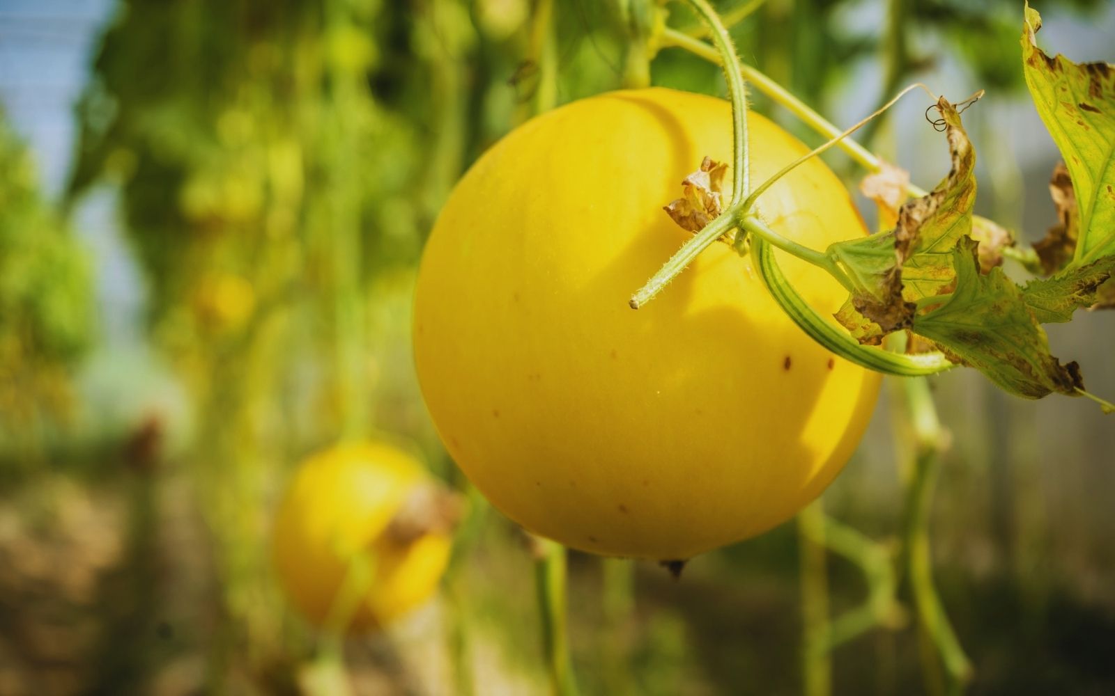 27 Types Of Melons You Should Grow (With Pictures) | GearTrench