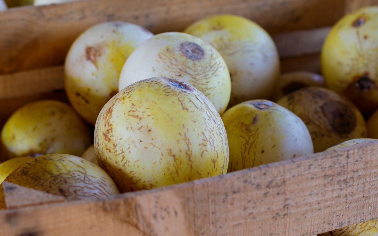 27 Types Of Melons You Should Grow (With Pictures) | GearTrench