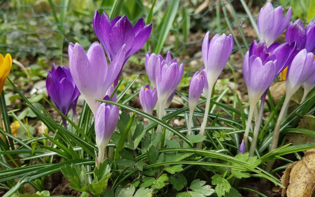 17 Gorgeous Bell-Shaped Flowers For Your Garden | GearTrench