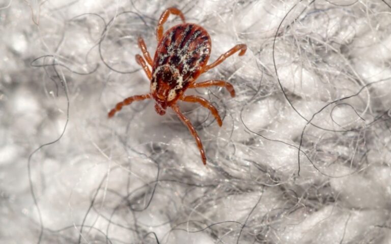 15 Bugs That Look Like Ticks ( Picture & Identification )