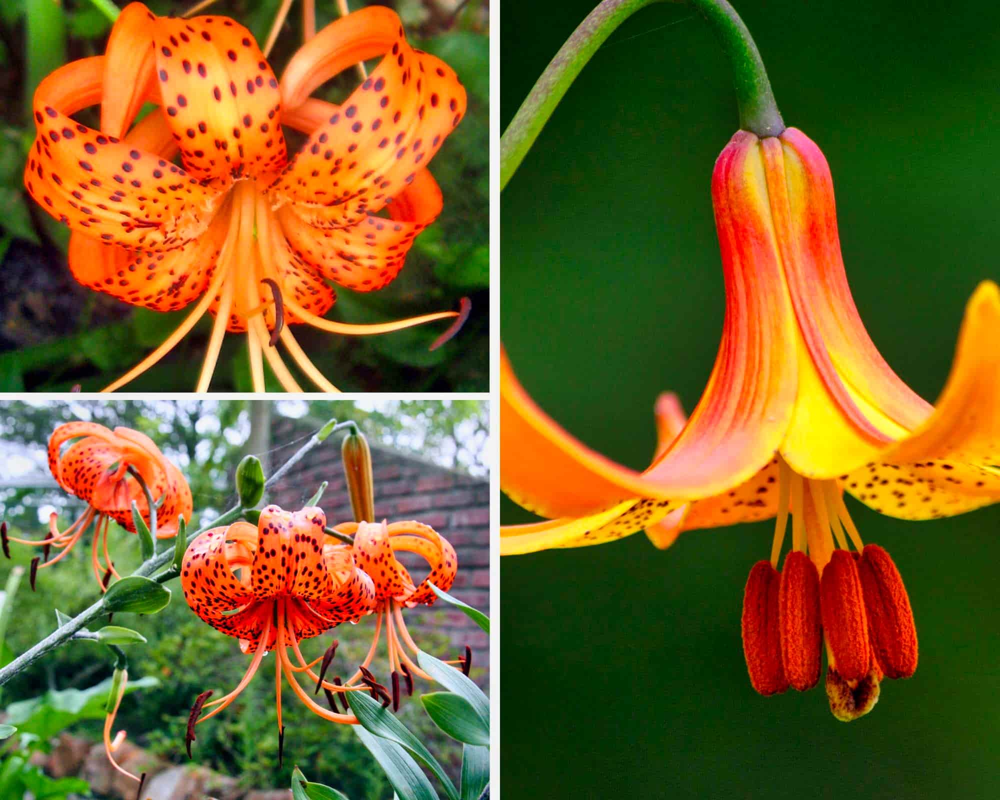 9 Beautiful Types Of Lilies: From Scented To Unscented (With Pictures ...