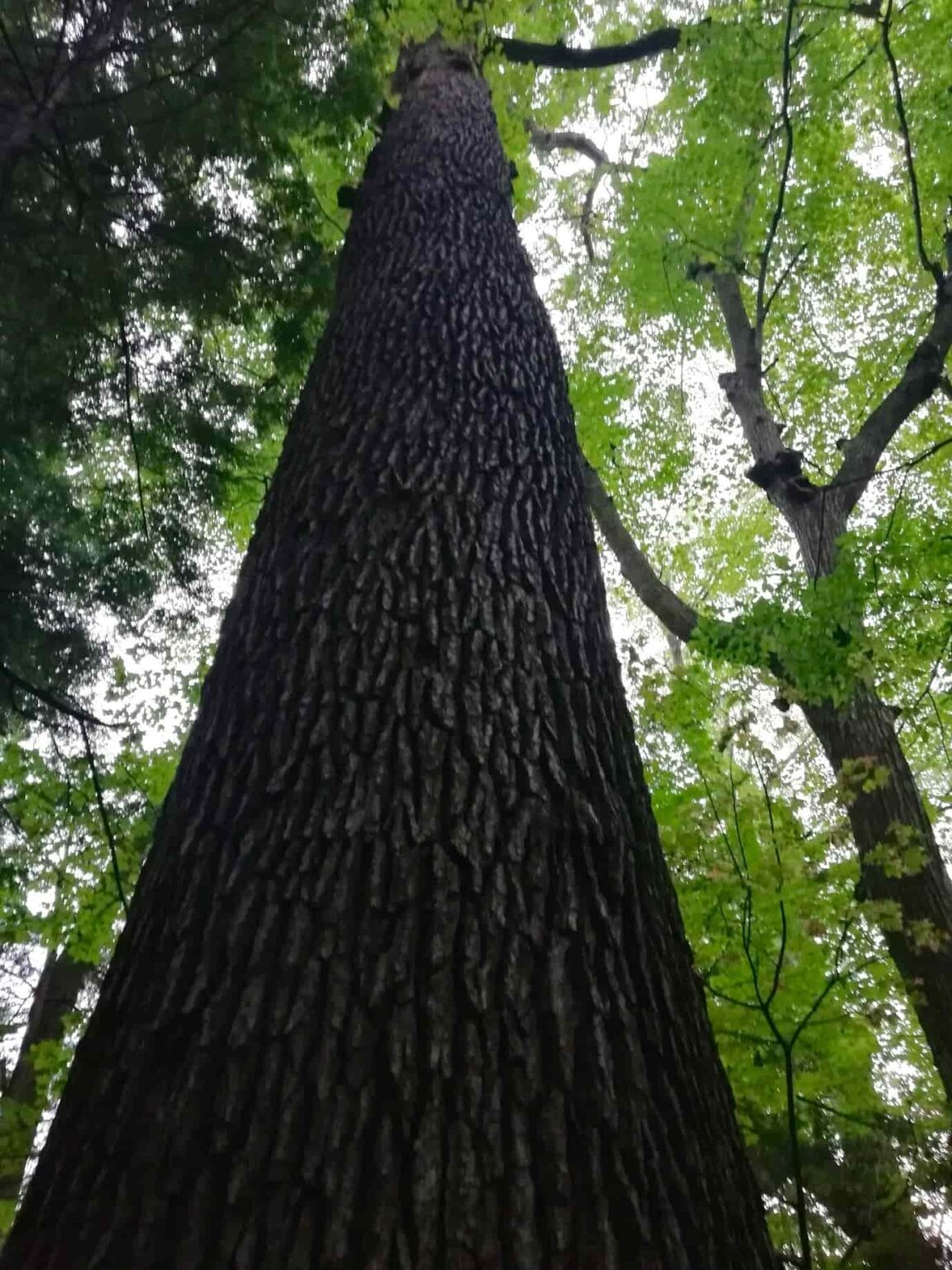 Complete Guide On Identifying Oak Leaves And Tree (With Pictures)