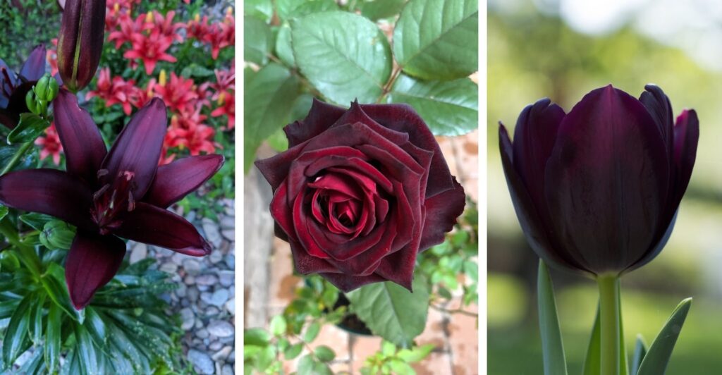 37 Gorgeous Black Flowers And Plants With Pictures | GearTrench