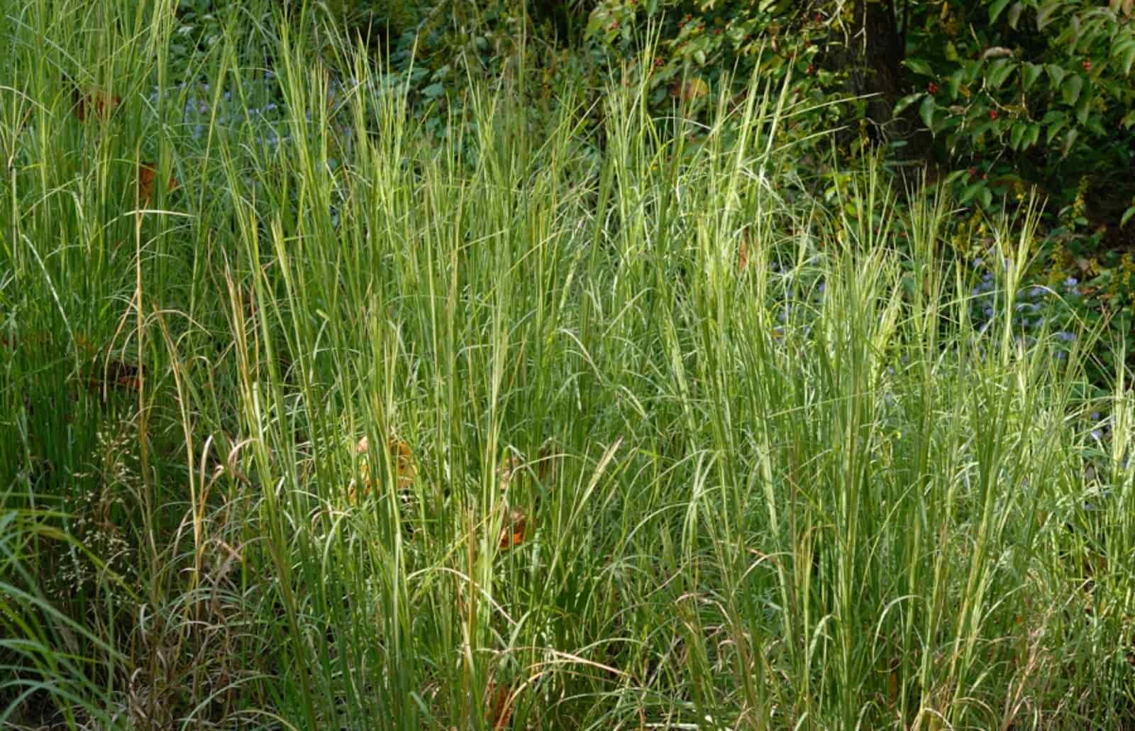 9 Weeds That Look Like Grass (with Pictures) | GearTrench
