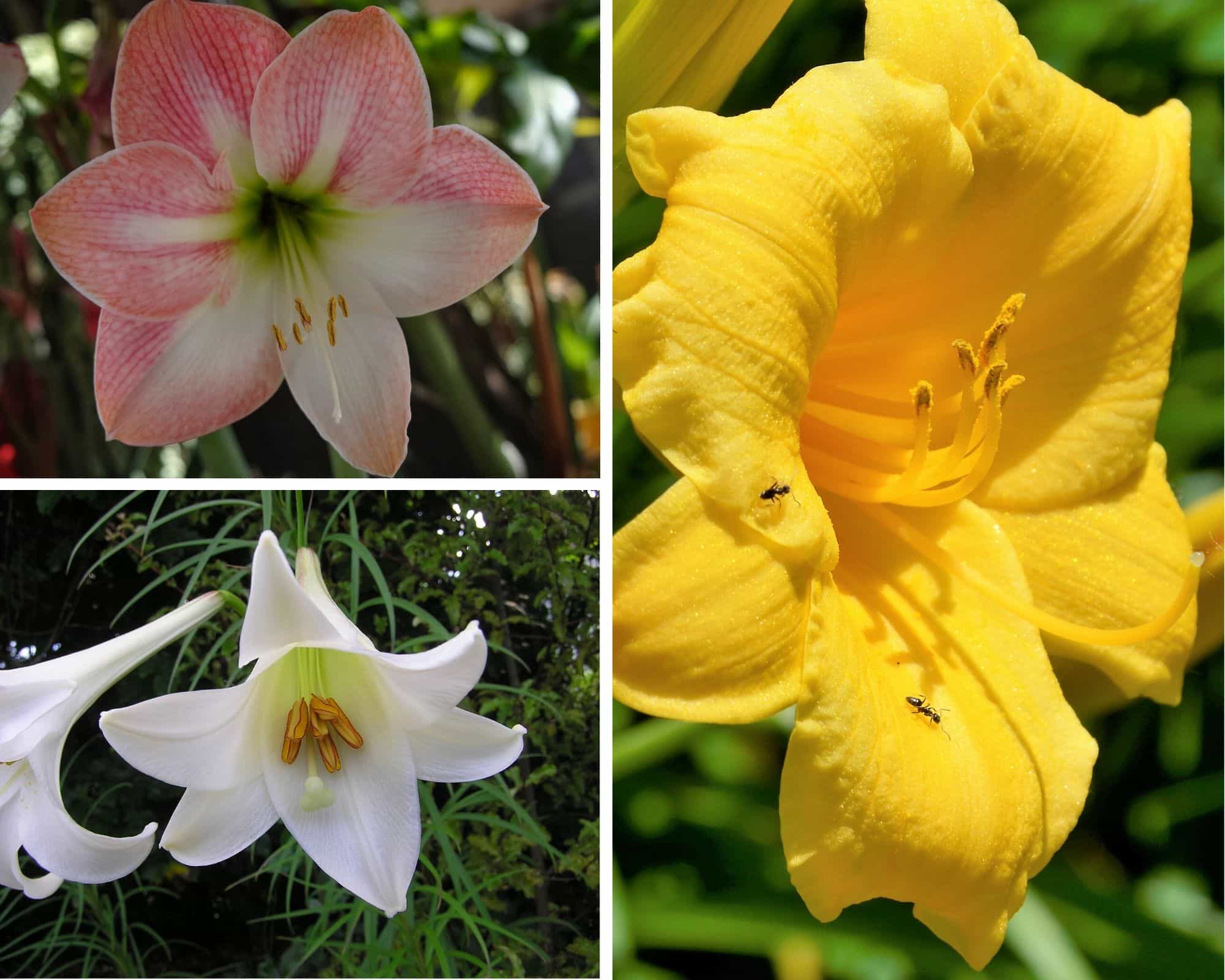 9 Beautiful Types Of Lilies: From Scented To Unscented (With Pictures ...