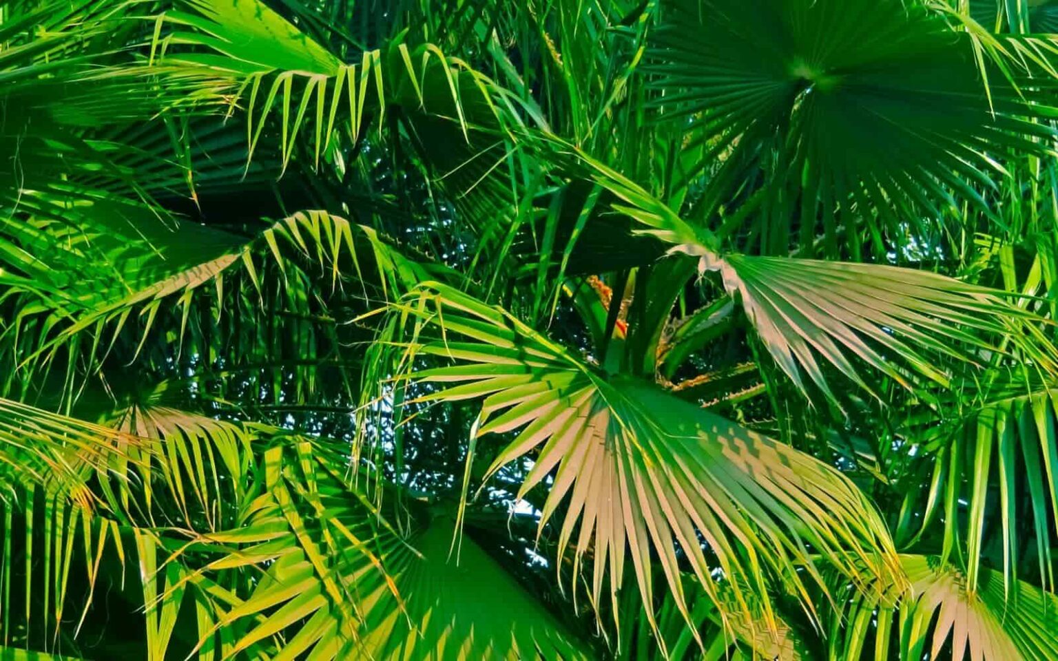 23 Most Popular Types Of Palm Trees With Pictures | GearTrench
