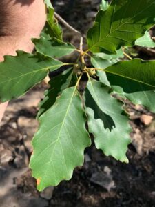 Complete Guide On Identifying Oak Leaves And Tree (With Pictures)