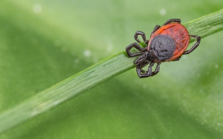 15 Bugs That Look Like Ticks ( Picture & Identification )