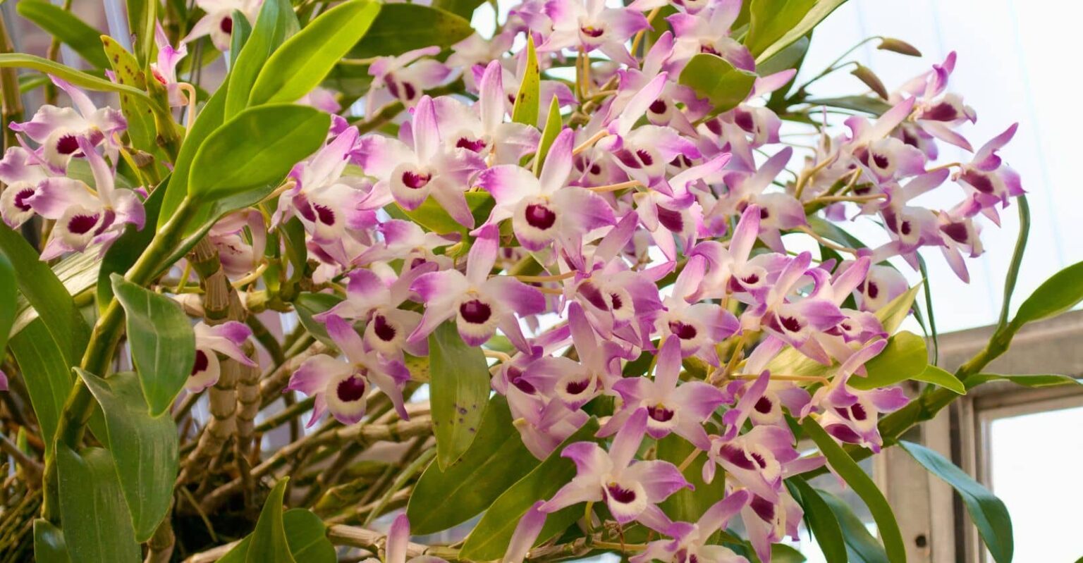 How To Grow And Care Dendrobium Nobile Orchids Easy Way | GearTrench