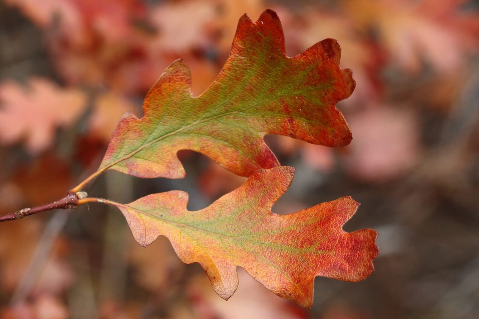 Complete Guide On Identifying Oak Leaves And Tree (With Pictures)