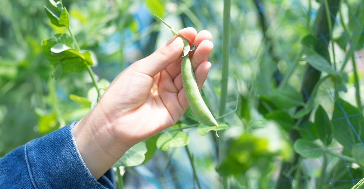 Growing Sugar Snap Peas: Here Is Everything You Need To Know