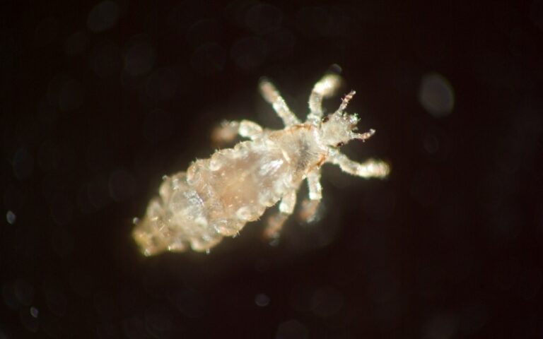 15 Bugs That Look Like Ticks ( Picture & Identification )