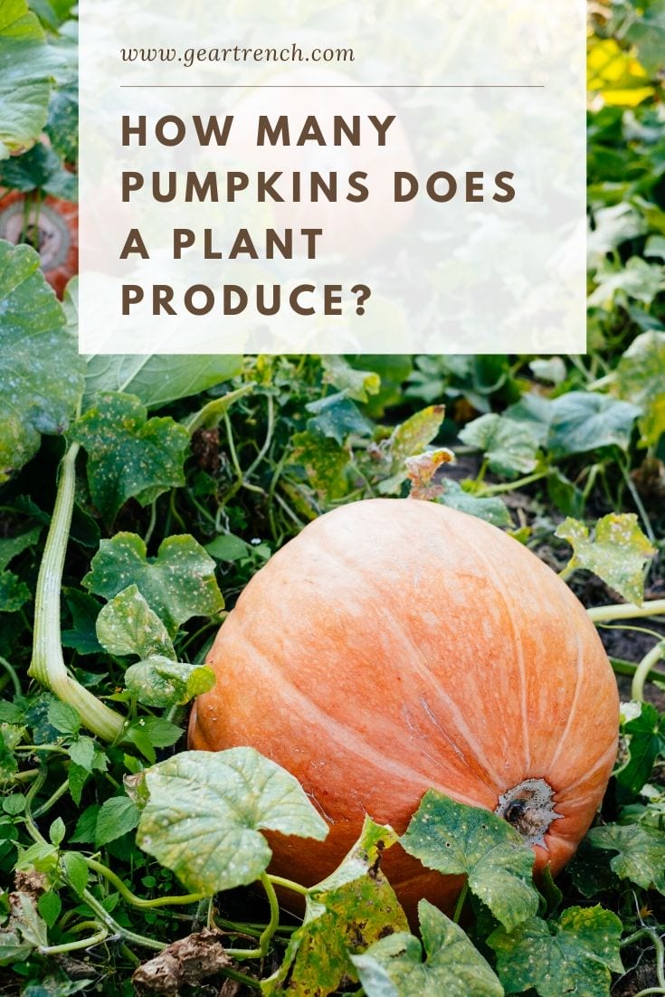 How Many Pumpkins Per Plant: Things You Need To Know? | GearTrench