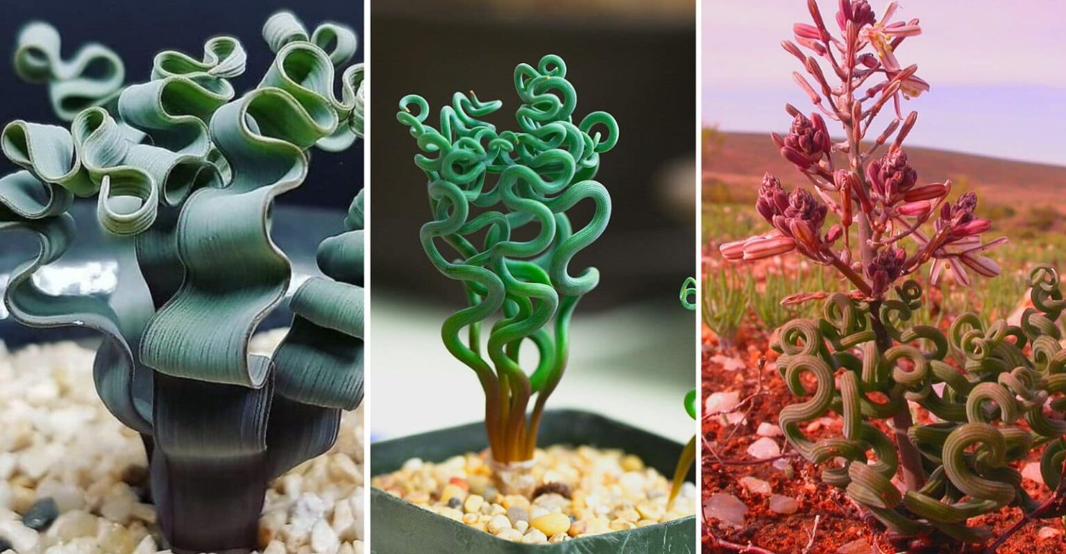 Blue Star Creeper: A Complete Guide On How To Plant, Grow & Care ...