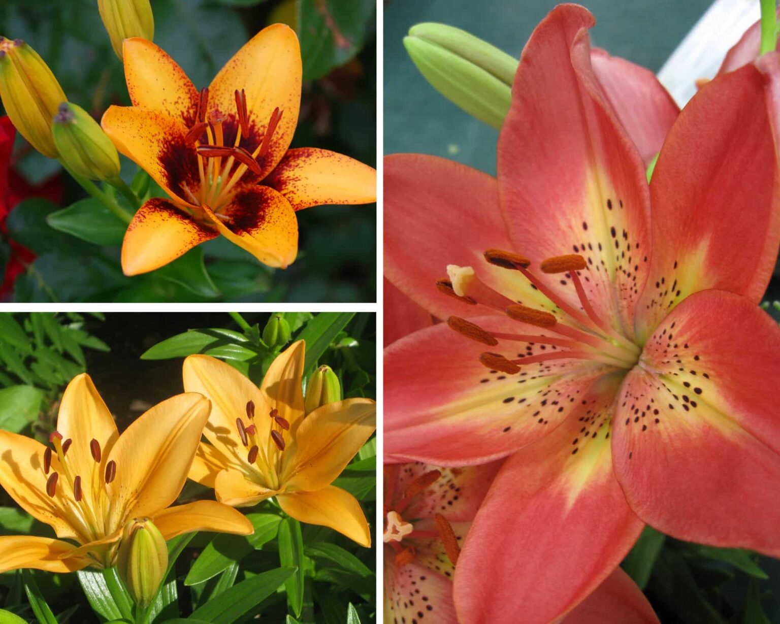 9 Beautiful Types Of Lilies: From Scented To Unscented (With Pictures ...