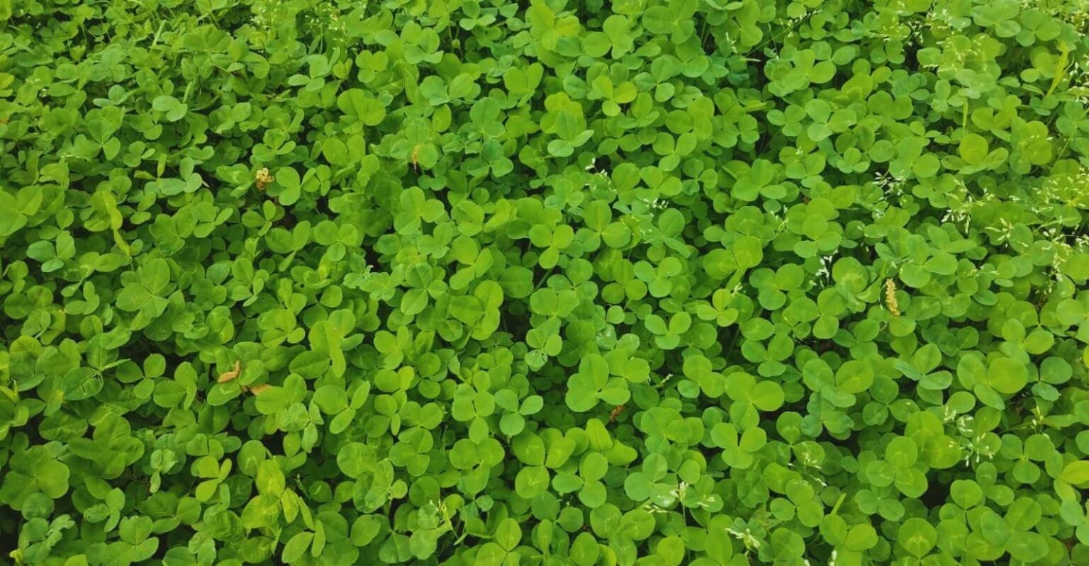 How To Effortlessly Grow Micro Clover Lawn (Beginner Guide) | GearTrench