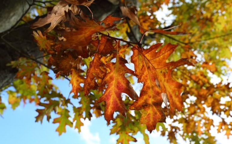 Complete Guide On Identifying Oak Leaves And Tree (With Pictures)