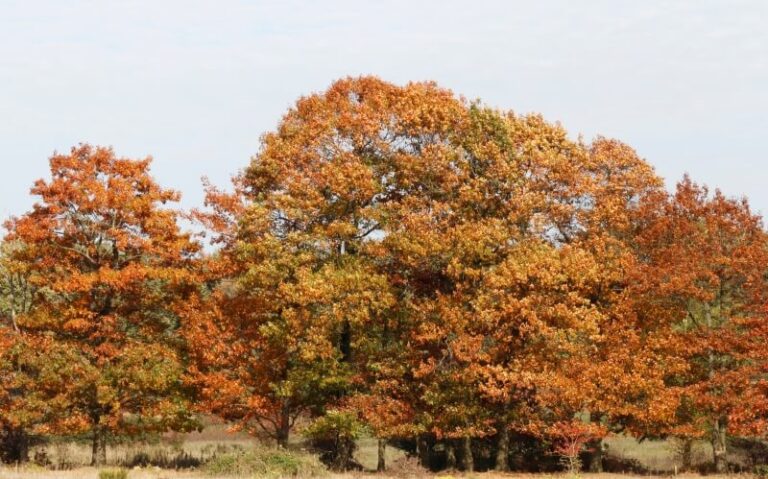 Complete Guide On Identifying Oak Leaves And Tree (With Pictures)
