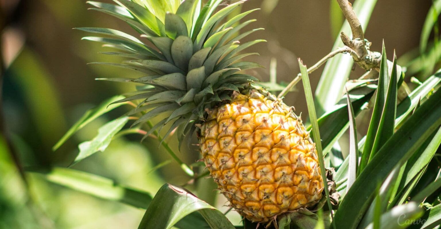 How To Grow And Care Pineapple Plant (Step-by-Step Guide) | GearTrench