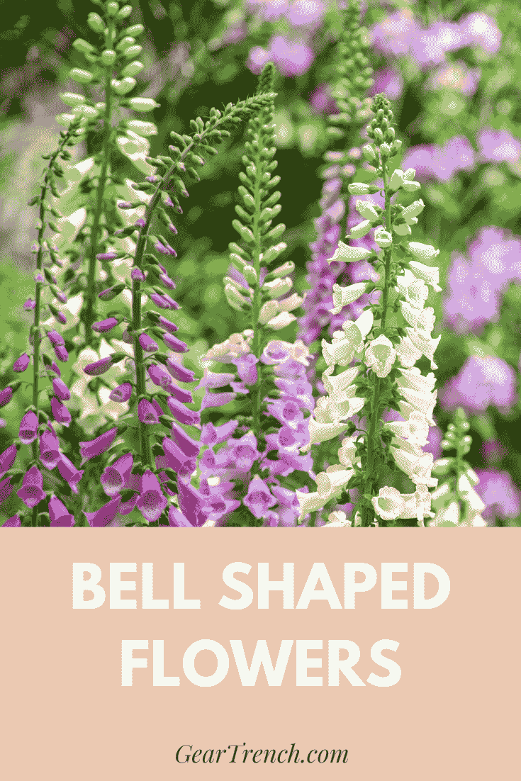 17 Gorgeous Bell-Shaped Flowers For Your Garden | GearTrench