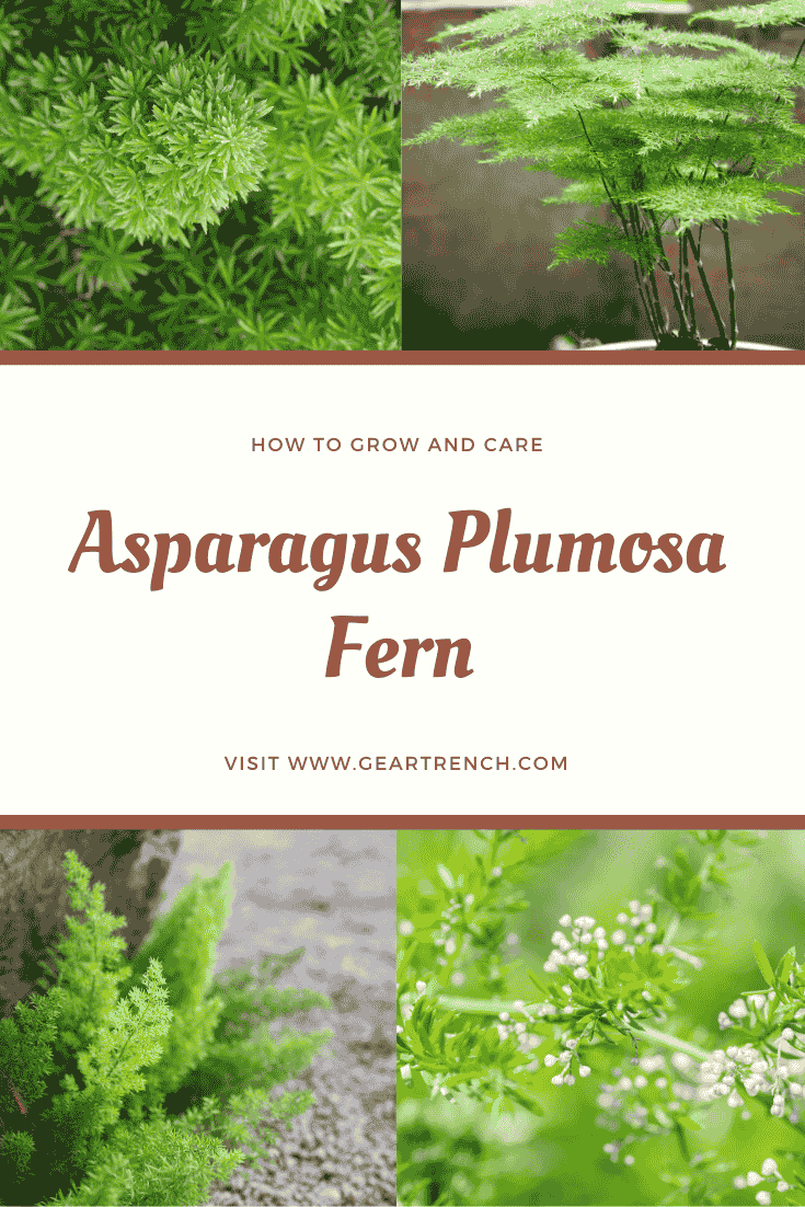 How To Grow And Care Asparagus Plumosa Fern To Transform Your Yard