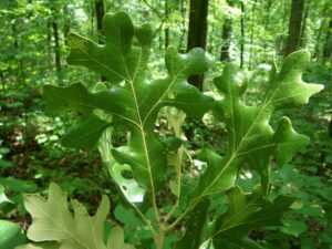 Complete Guide On Identifying Oak Leaves And Tree (With Pictures)