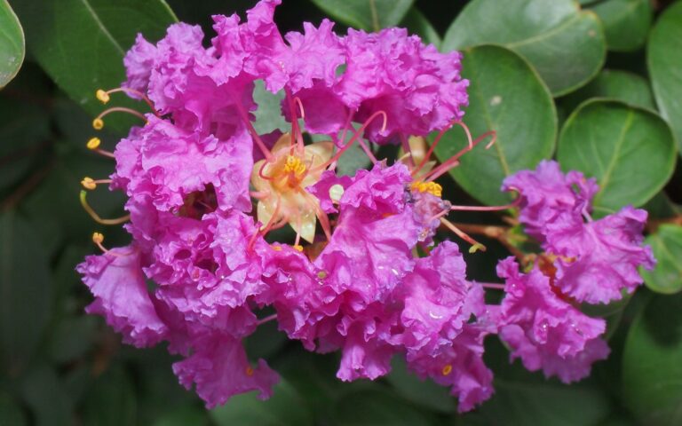 How To Fertilize & Care For Crape Myrtles (Get More Flowers) | GearTrench