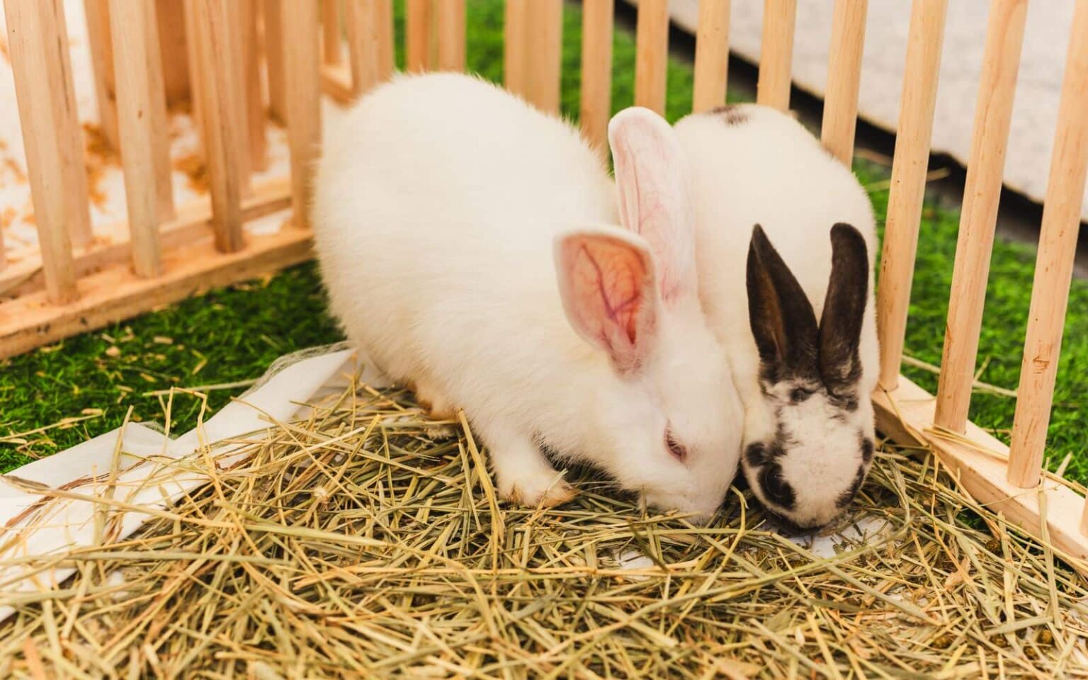 9 Best Rated Indoor Rabbit Cage In 2026 - Ultimate Guide