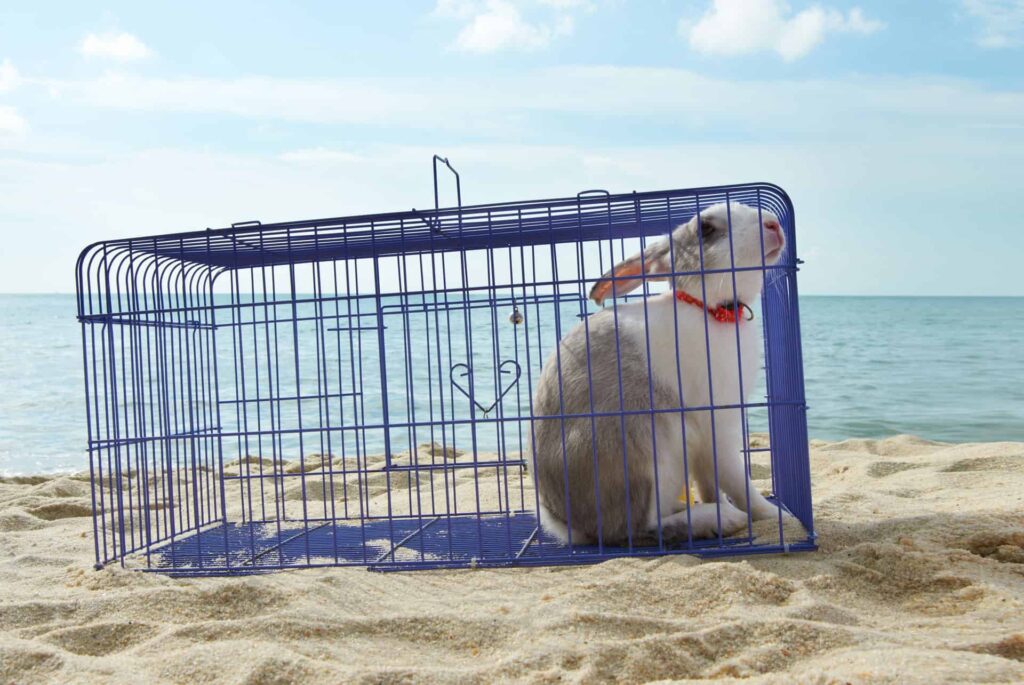 9 Best Rated Indoor Rabbit Cage In 2025 - Ultimate Guide