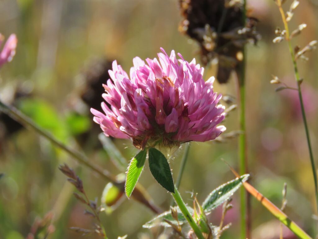 How To Get Rid Of Clover: Without Destroying Your Lawn | GearTrench