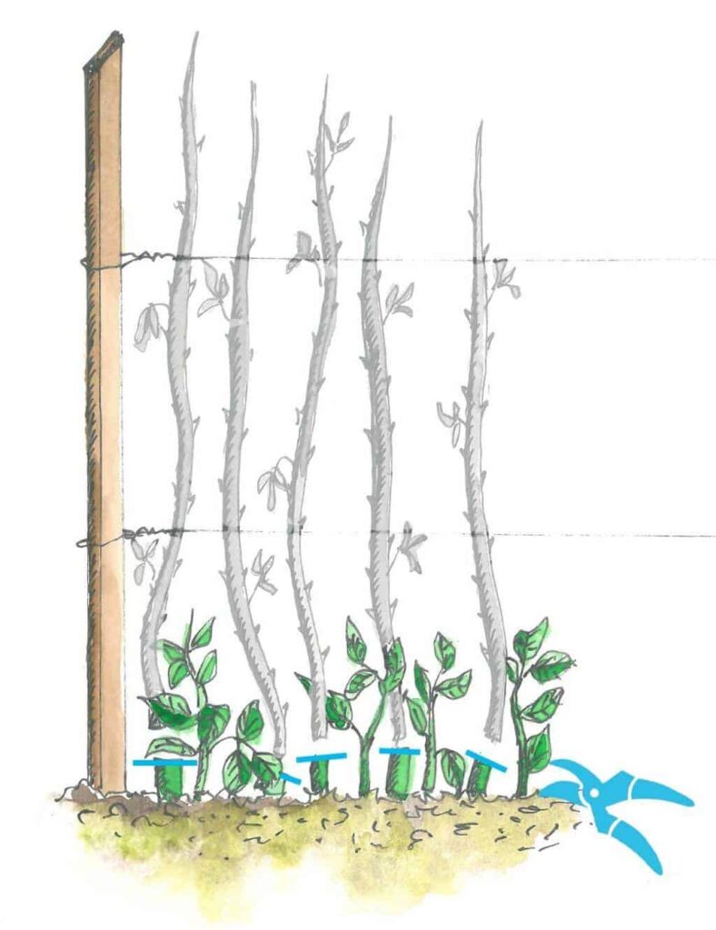 Growing Raspberries: The Ultimate Guide To Transplanting & Pruning ...