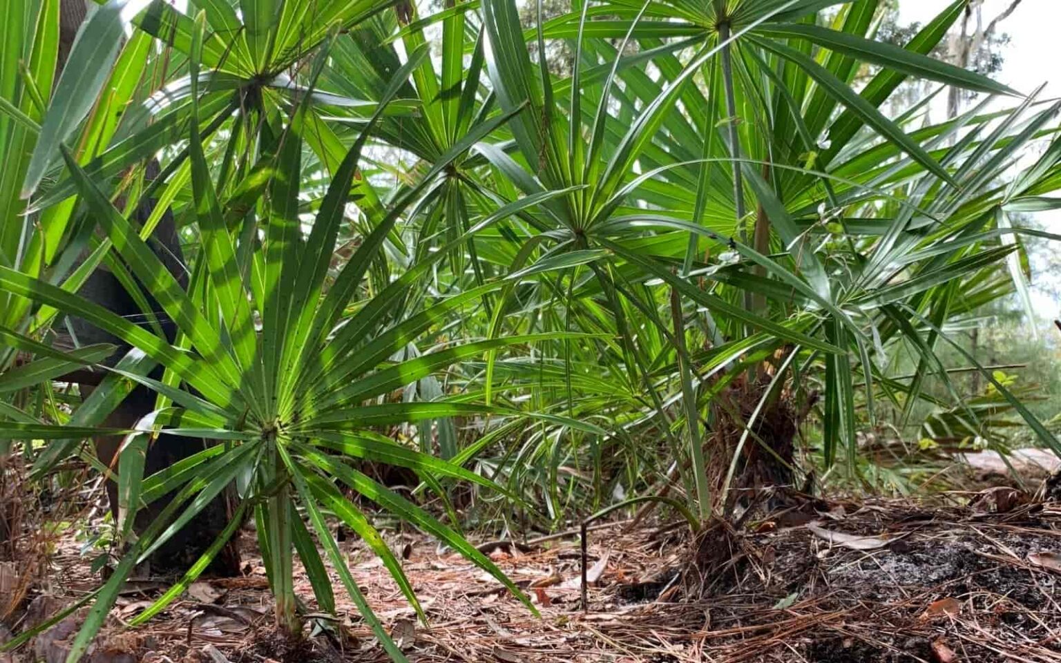 23 Most Popular Types Of Palm Trees With Pictures | GearTrench