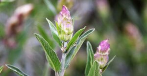 What Does Sage Smell Like? – Everything You Need To Know | GearTrench