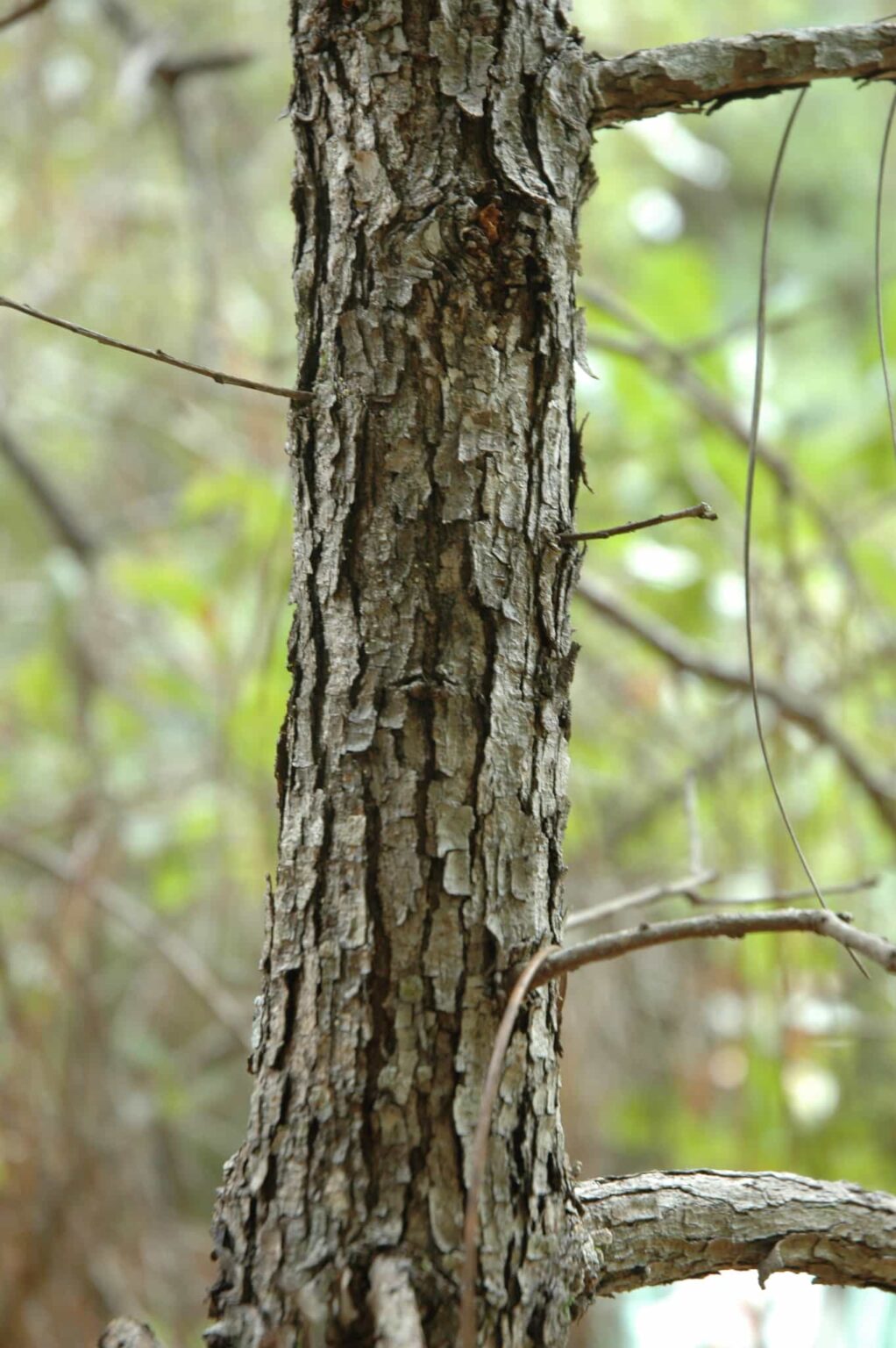 Complete Guide On Identifying Oak Leaves And Tree (With Pictures)