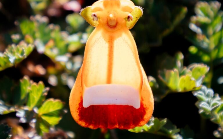 21 Rare Flowers With Pictures And Common Names | GearTrench