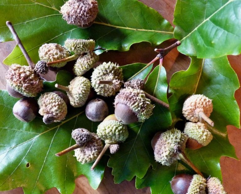 Complete Guide On Identifying Oak Leaves And Tree (With Pictures)