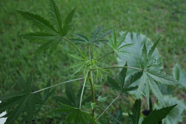 11 Plants That Look Like Weed But Are Entirely Legal (With Pictures)