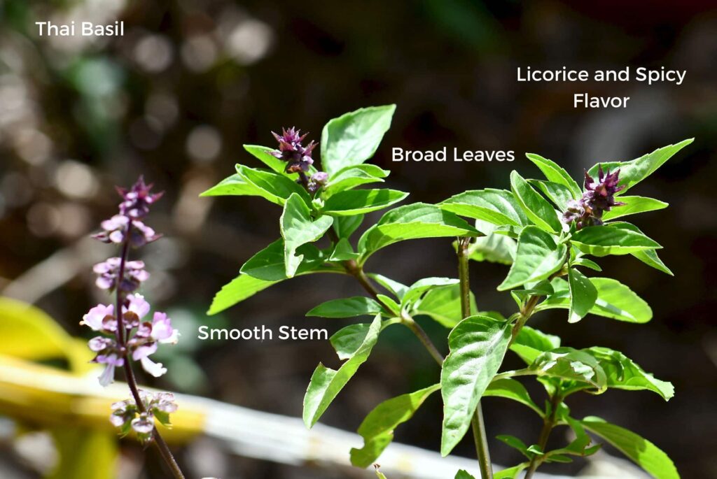 Holy Basil Vs Thai Basil: Know The Difference (With Pictures)