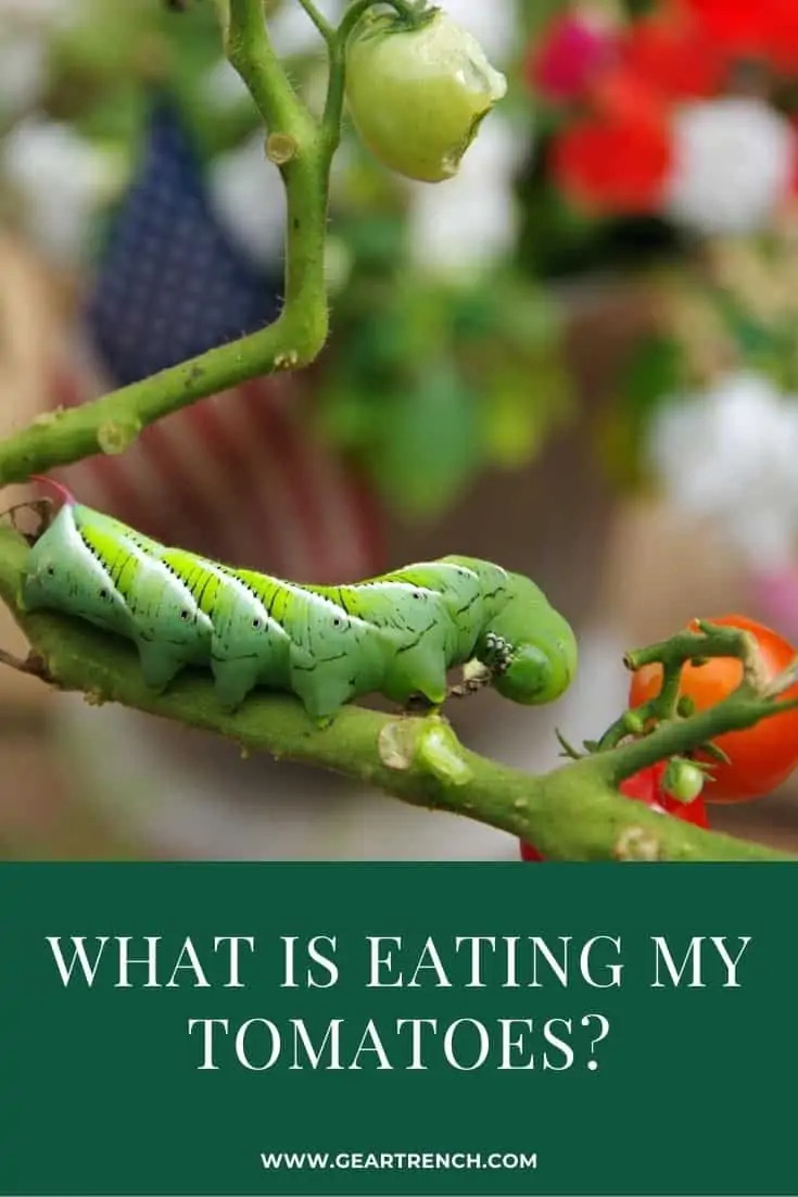 What Is Eating My Tomatoes? (And How To Protect It) | GearTrench