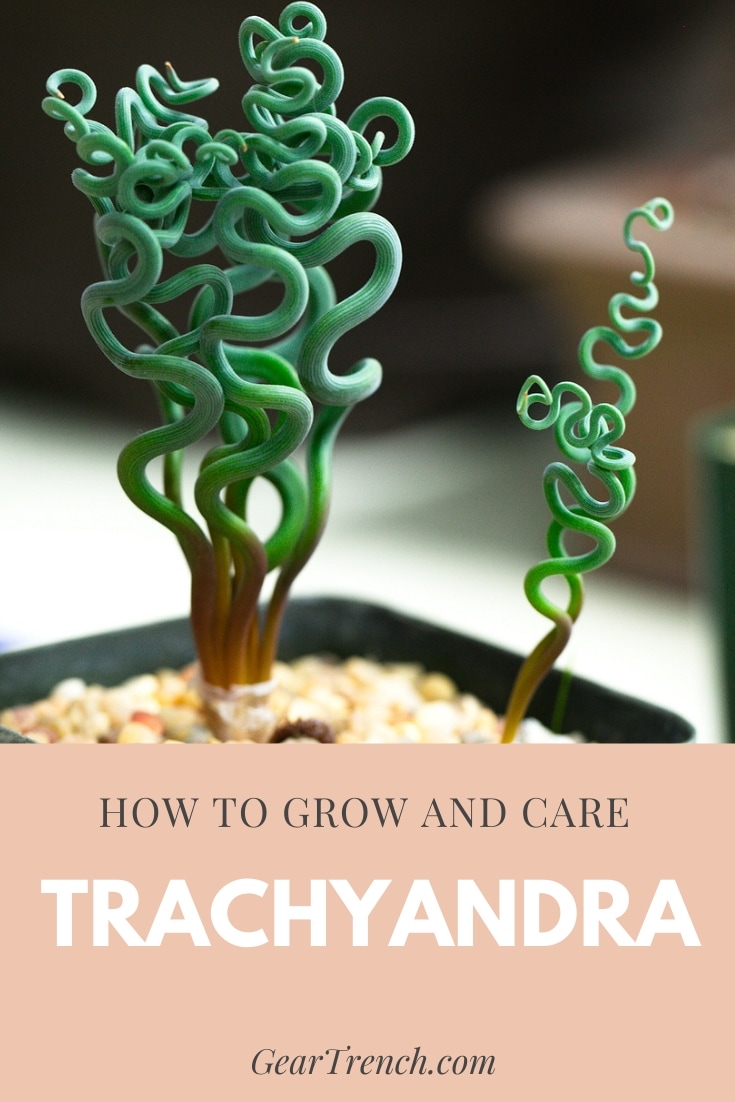 Trachyandra Tortillis: Exotic Spiraling Succulent Growth And Care
