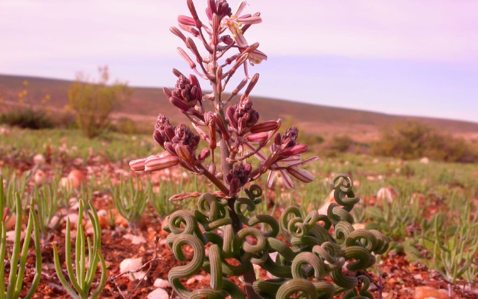 Trachyandra Tortillis: Exotic Spiraling Succulent Growth And Care