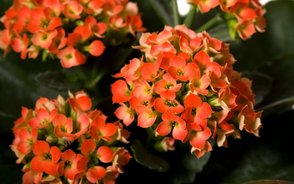 Kalanchoe: Beautiful Flowering Succulent Growth & Care