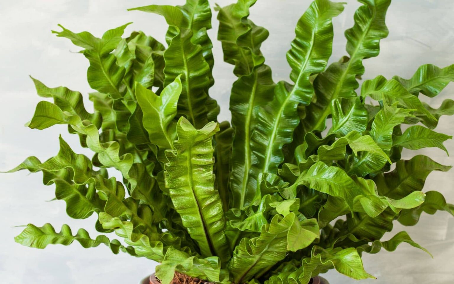 Crispy Wave Fern: How To Grow And Care Air Purifying Fern