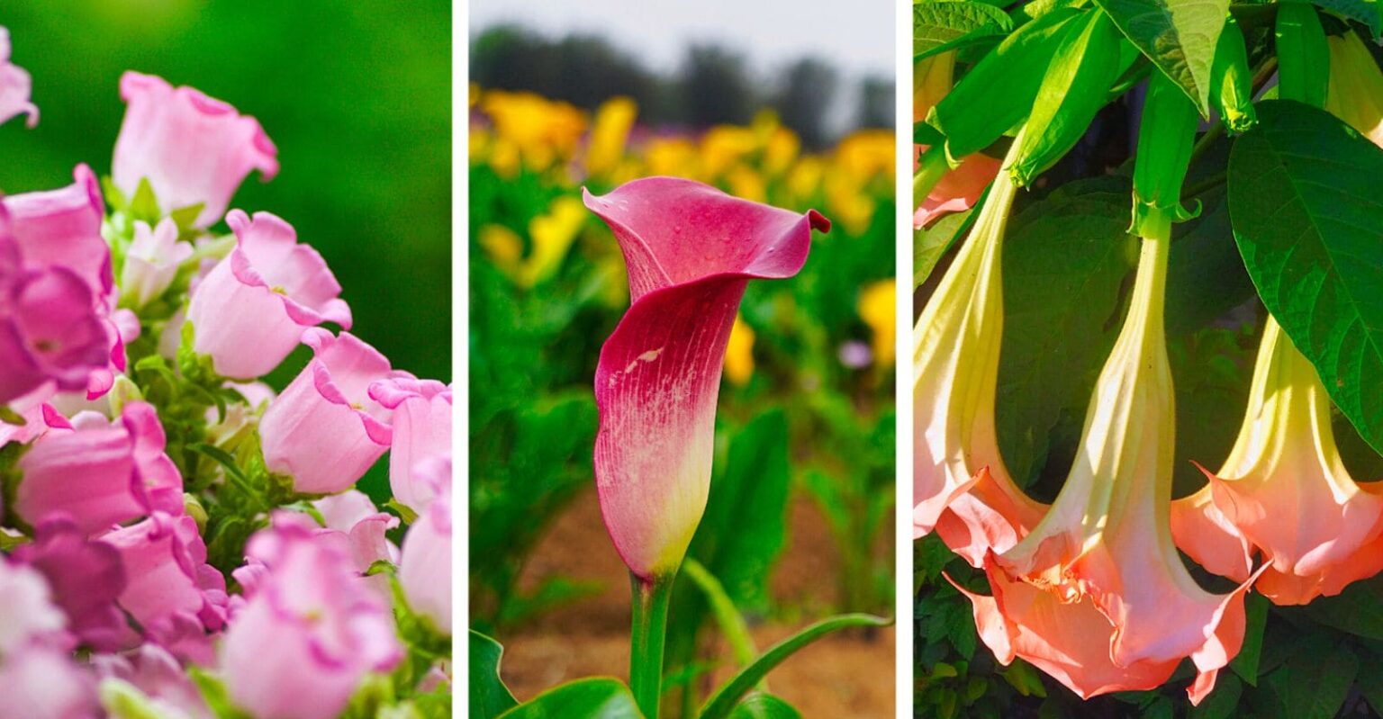 17 Gorgeous Bell-Shaped Flowers For Your Garden | GearTrench