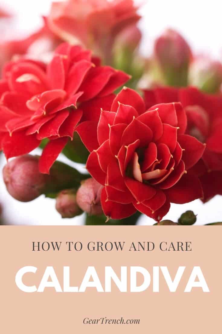 Calandiva Care And Growing Tips (The Definitive Guide) | GearTrench