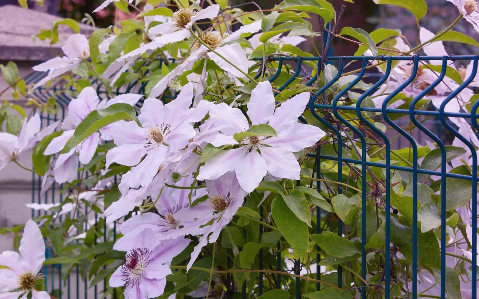 How To Plant And Care For Clematis (Beautiful Spring Garden)