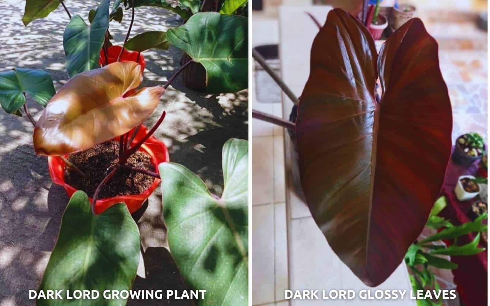Philodendron Dark Lord Care Guide (The Right Way)