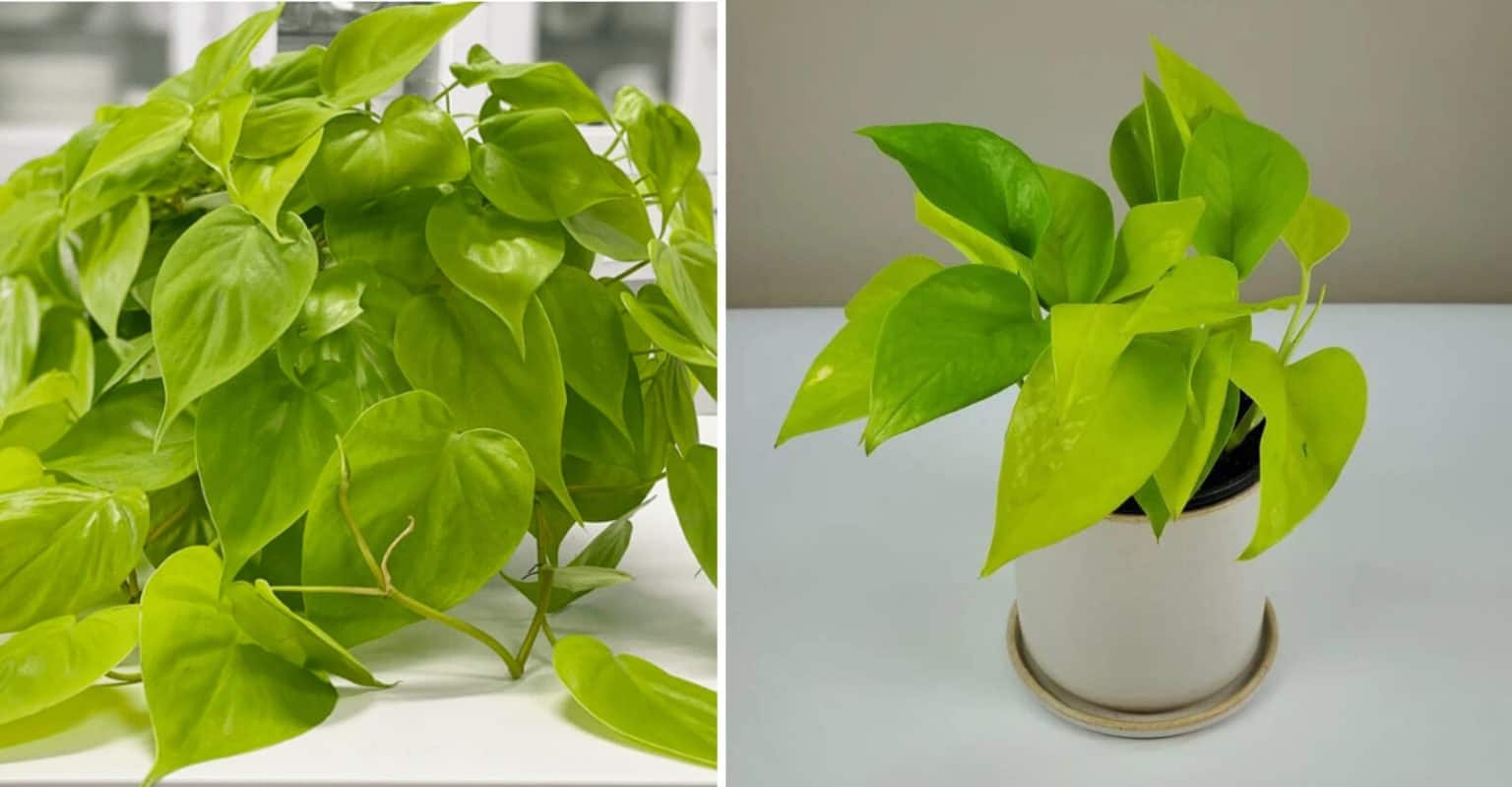 Pink Princess Philodendron: The Getting Started Guide | GearTrench