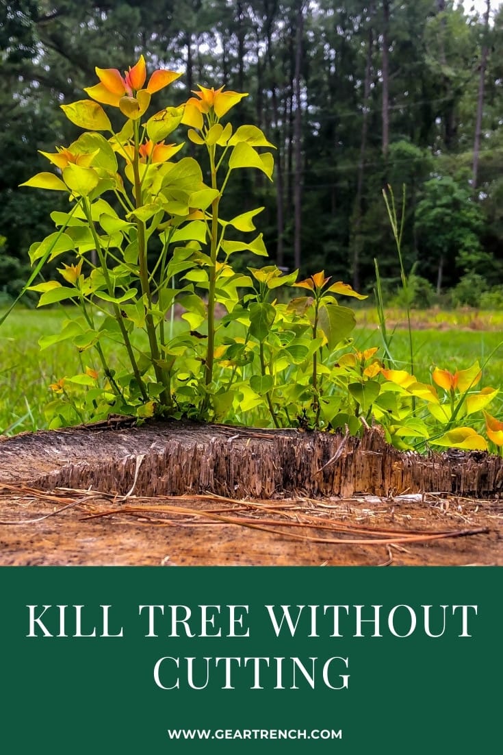 How To Kill A Tree (Cheap And Quickly)